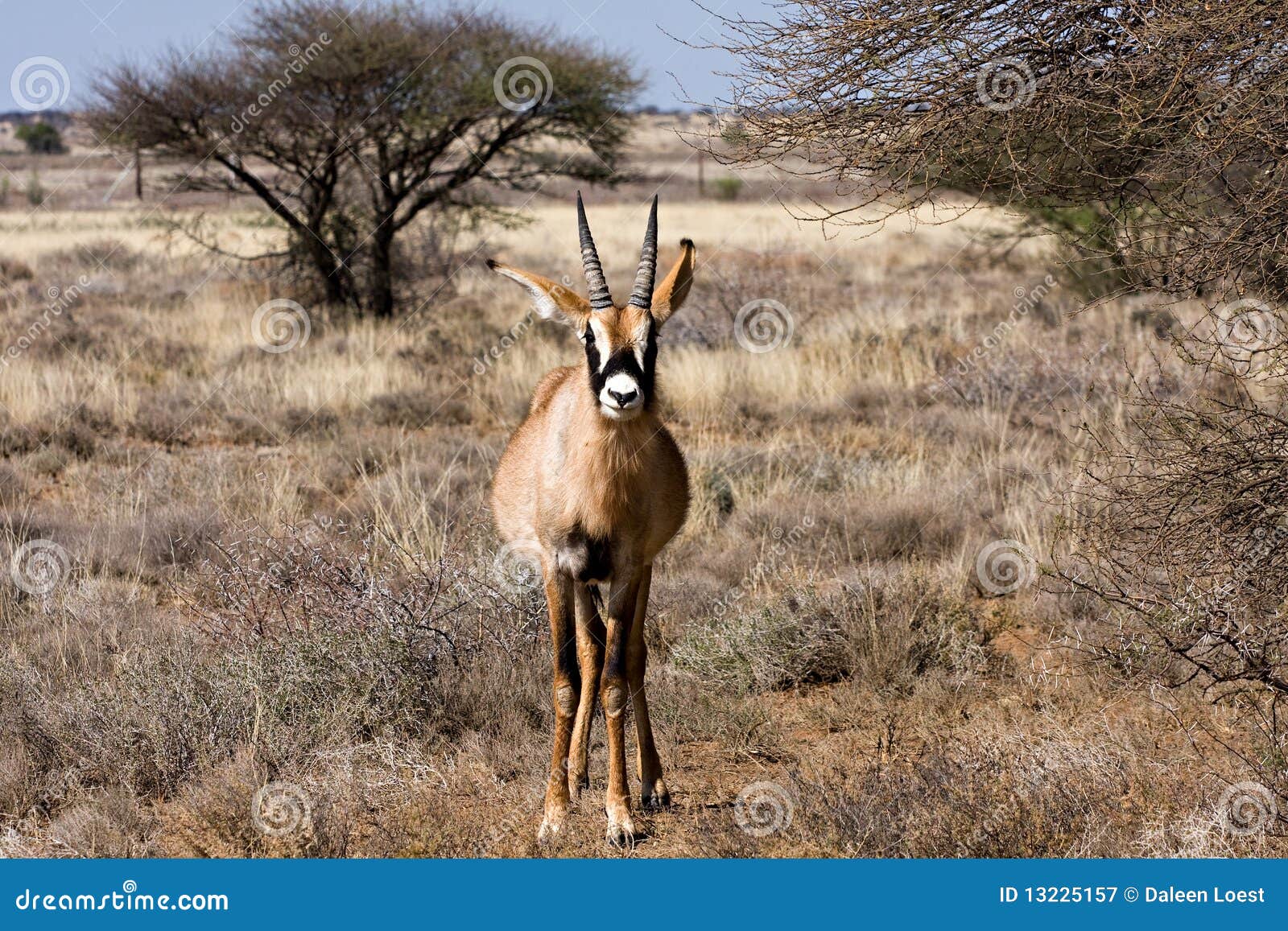 Roan antelope front stock image. Image of habitat, buck - 13225157