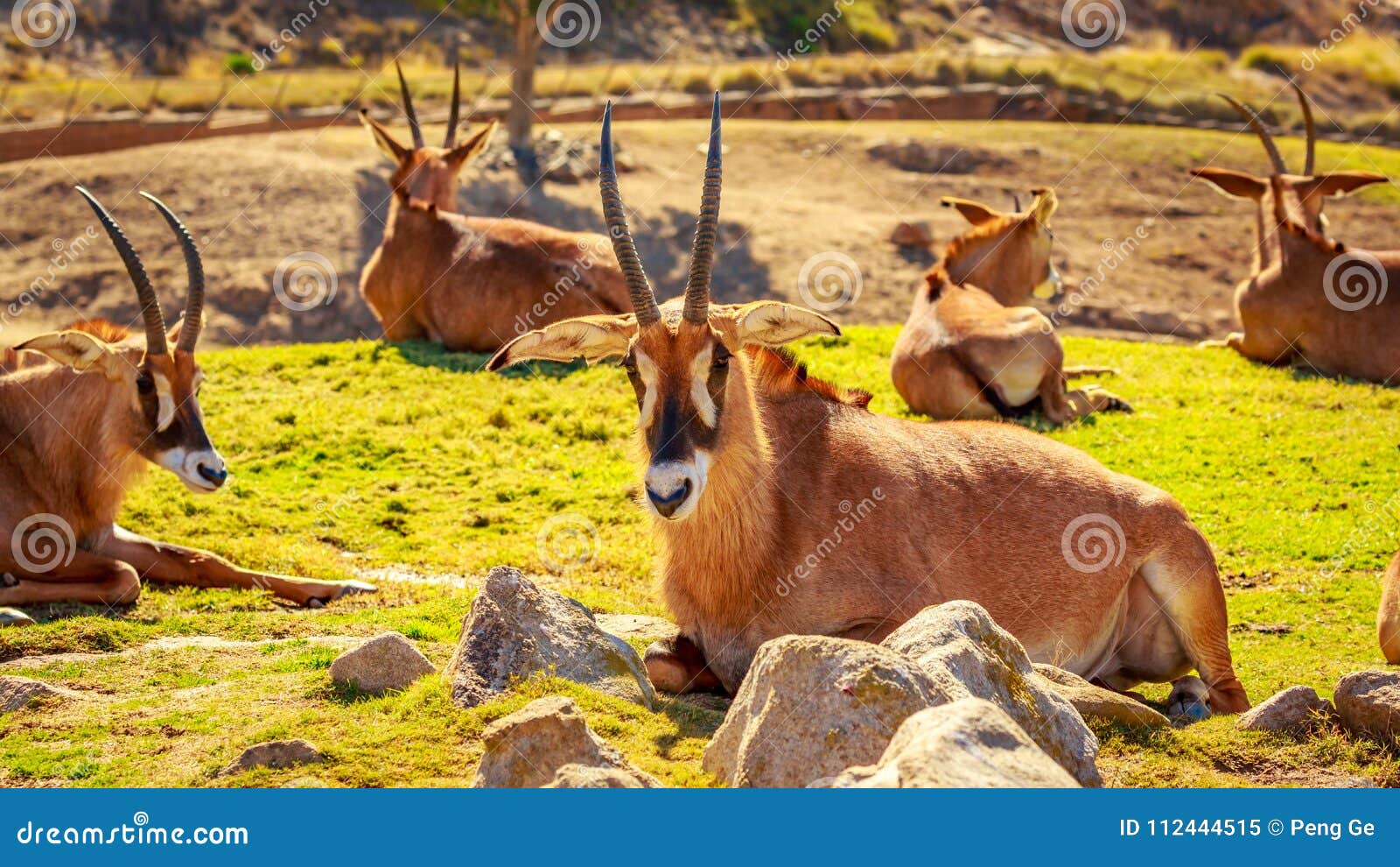 Roan Antelope stock image. Image of animal, antelope - 112444515