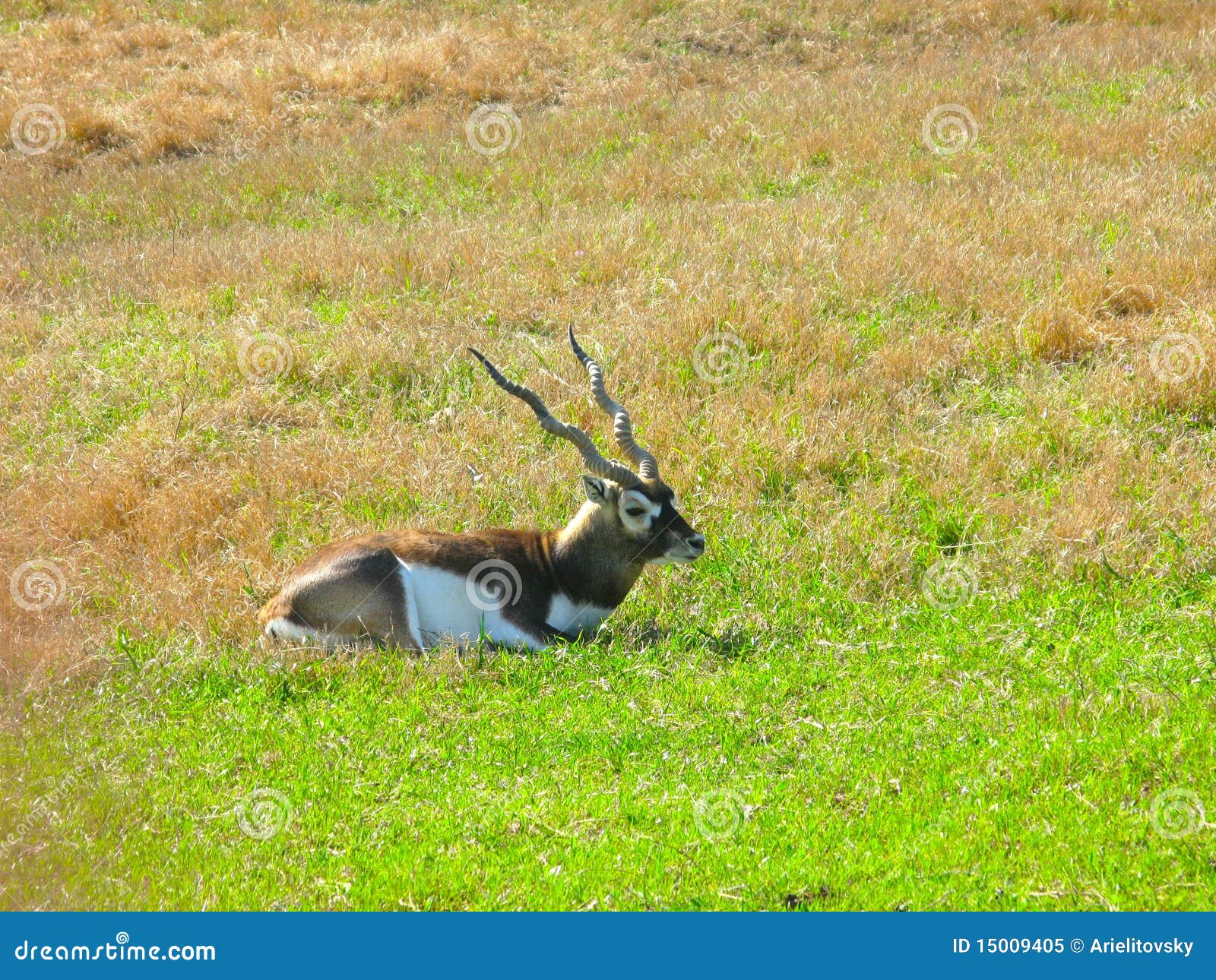 Roan Antelope sitting stock image. Image of horns, green - 15009405