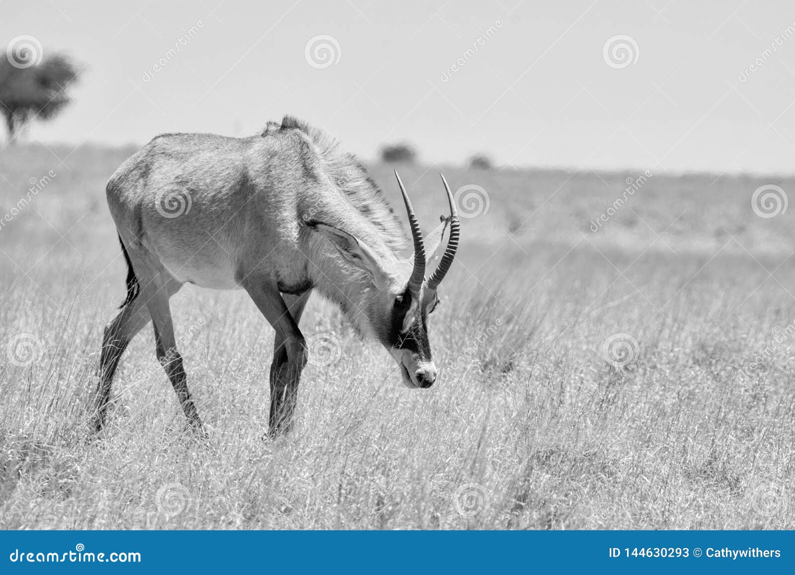 Roan Antelope stock image. Image of outdoor, ears, animal - 144630293