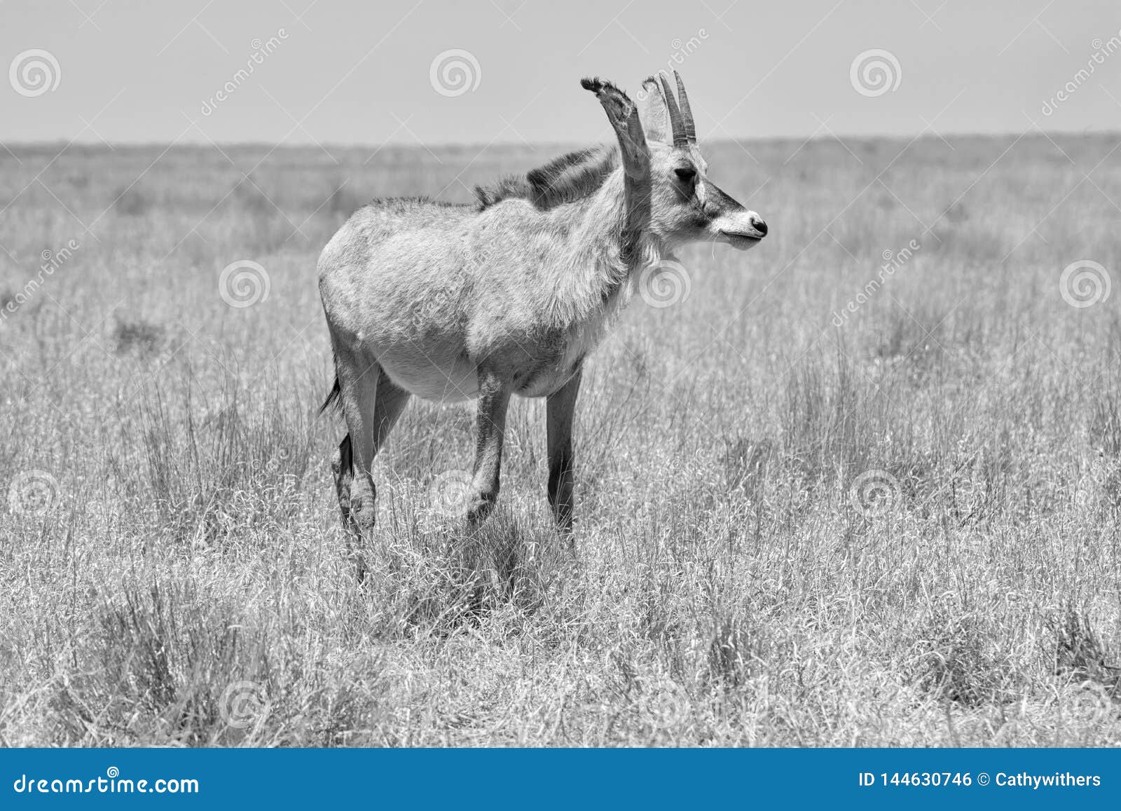 Roan Antelope stock photo. Image of mammal, buck, horns - 144630746