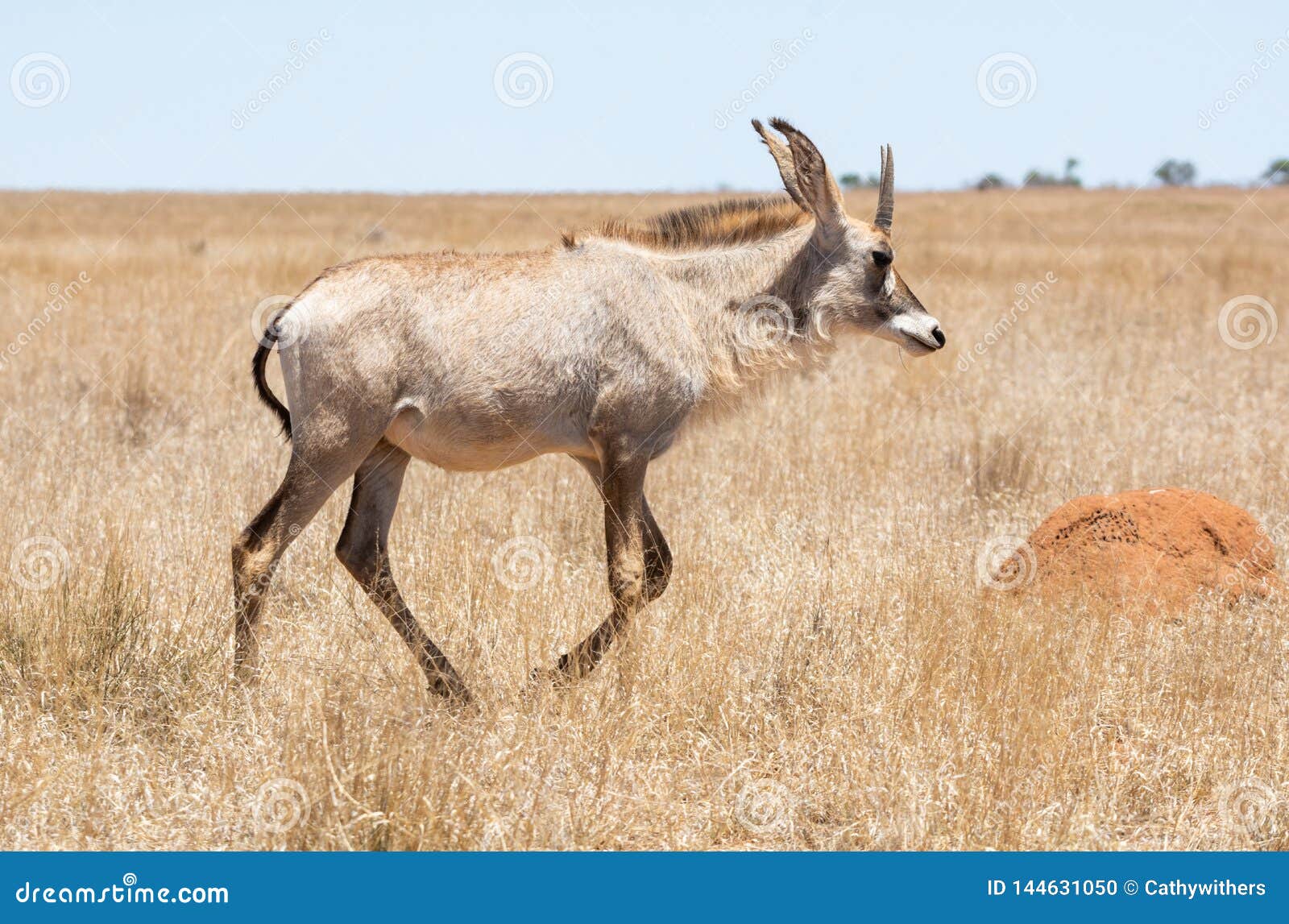 Roan Antelope stock photo. Image of horns, ears, equinus - 144631050