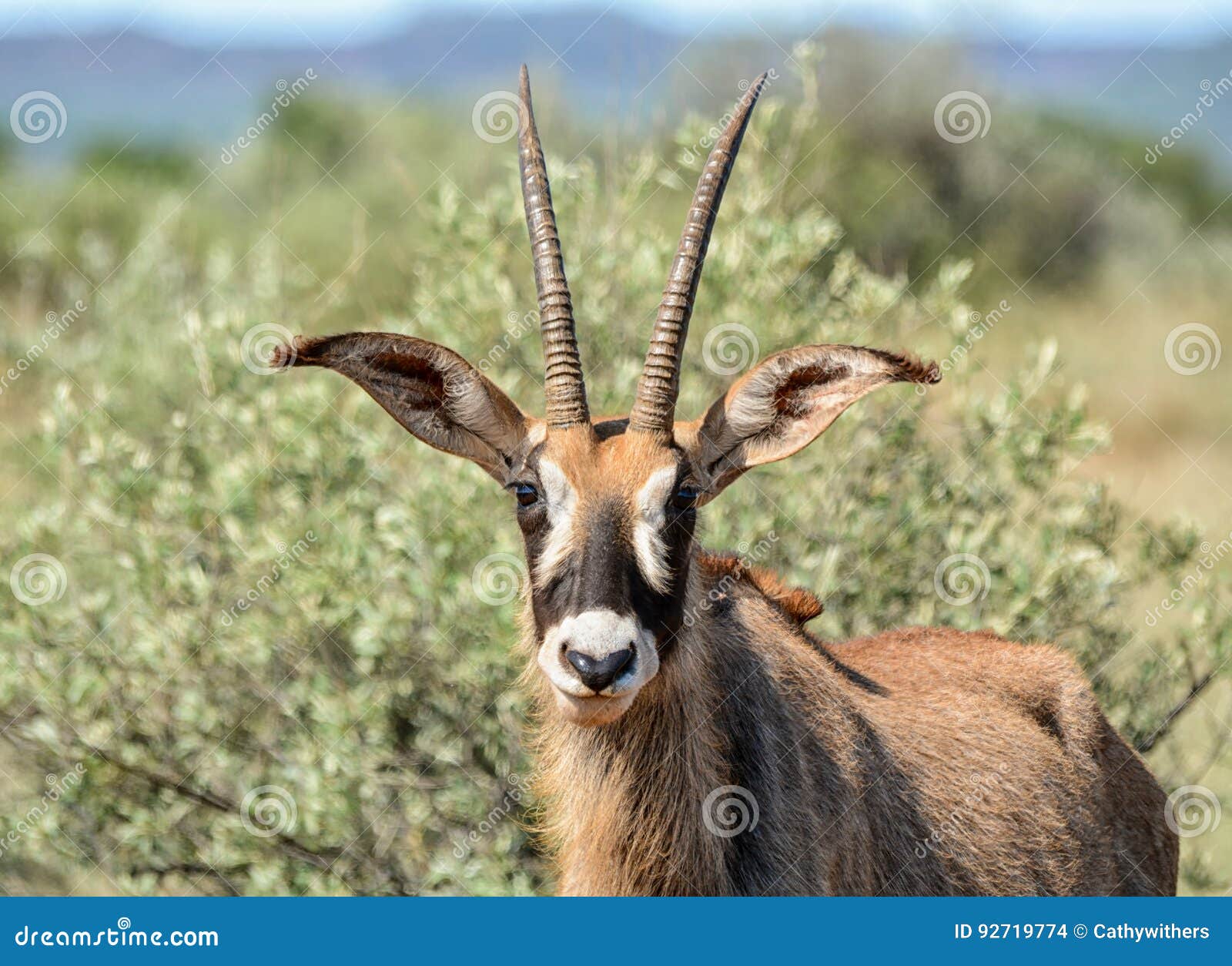 Roan Antelope stock photo. Image of ears, endangered - 92719774
