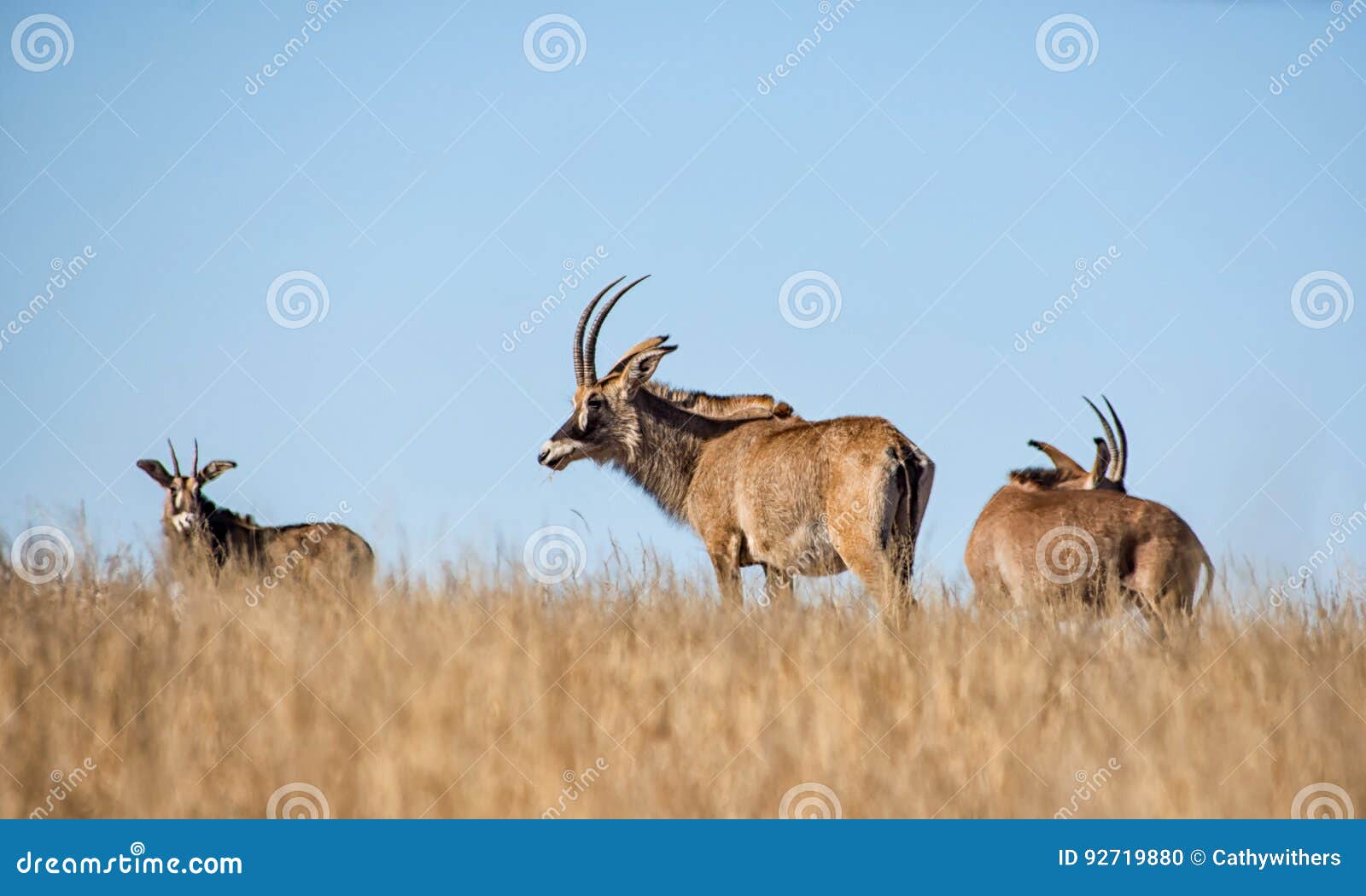 Roan Antelope stock photo. Image of arid, green, outdoor - 92719880