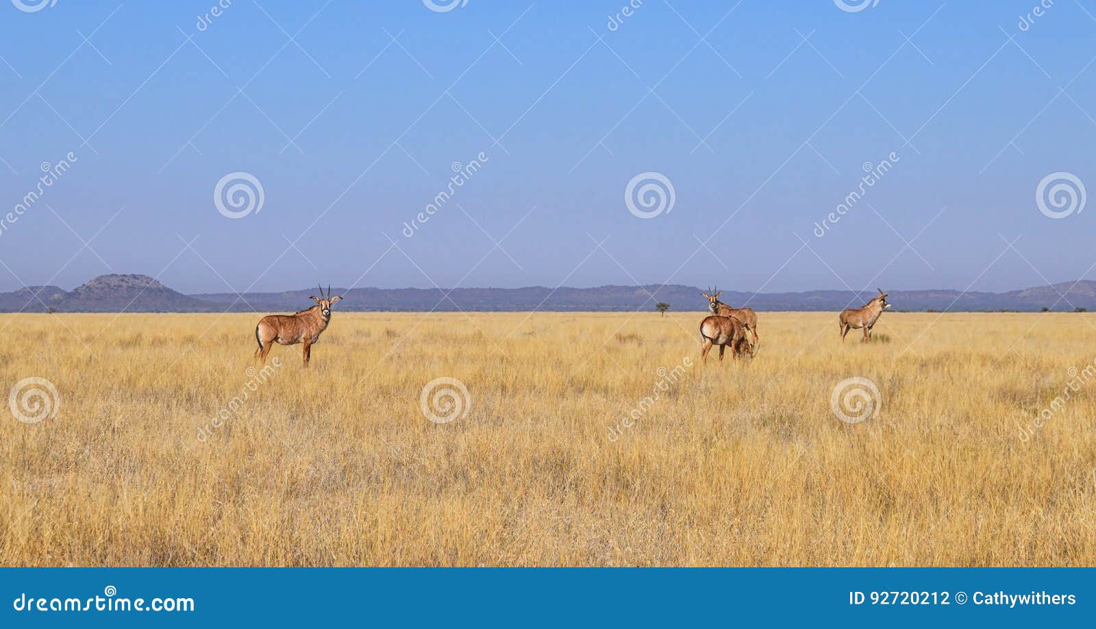 Roan Antelope stock photo. Image of arid, black, habitat - 92720212