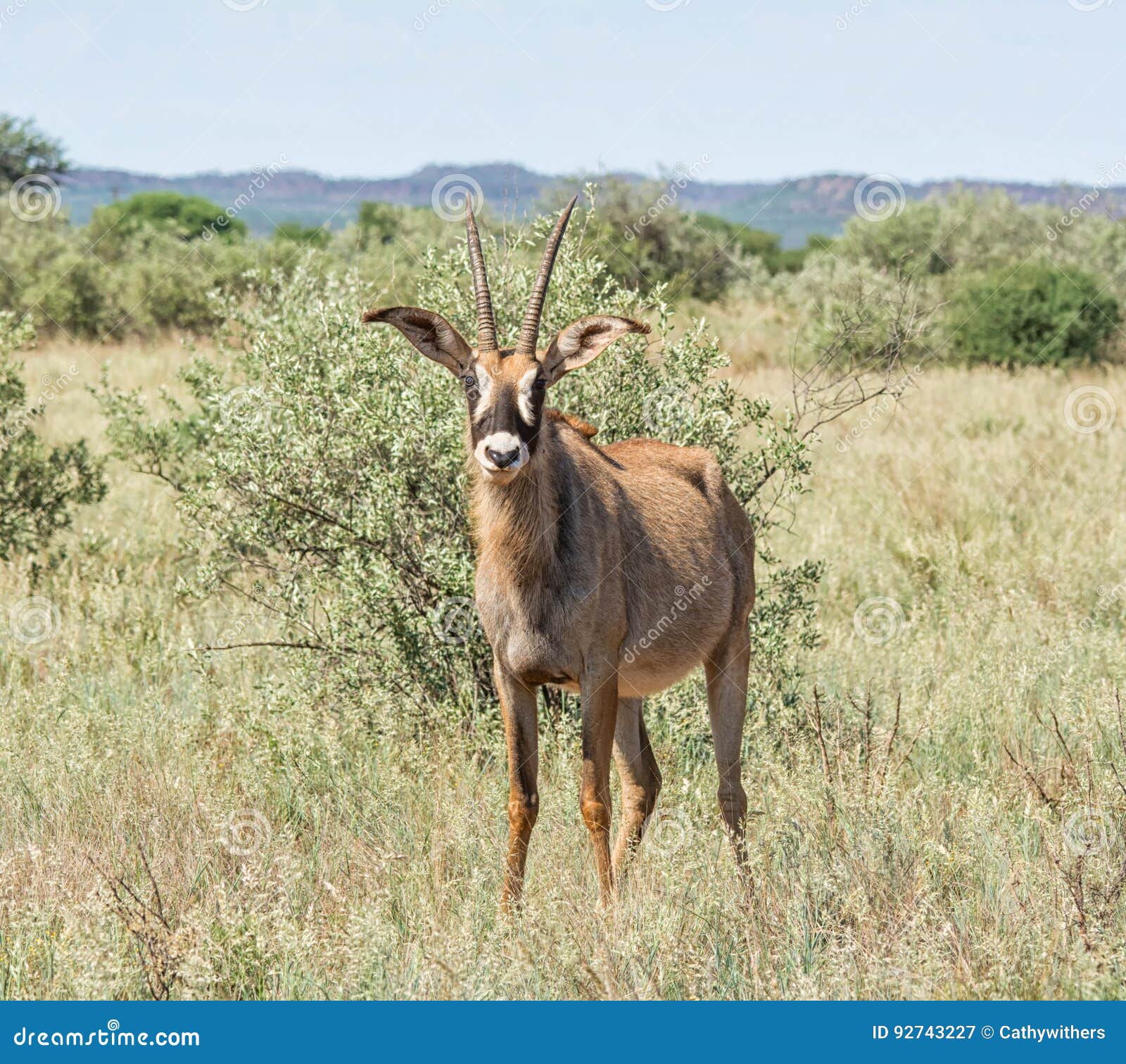 Roan Antelope stock image. Image of horns, closeup, close - 92743227