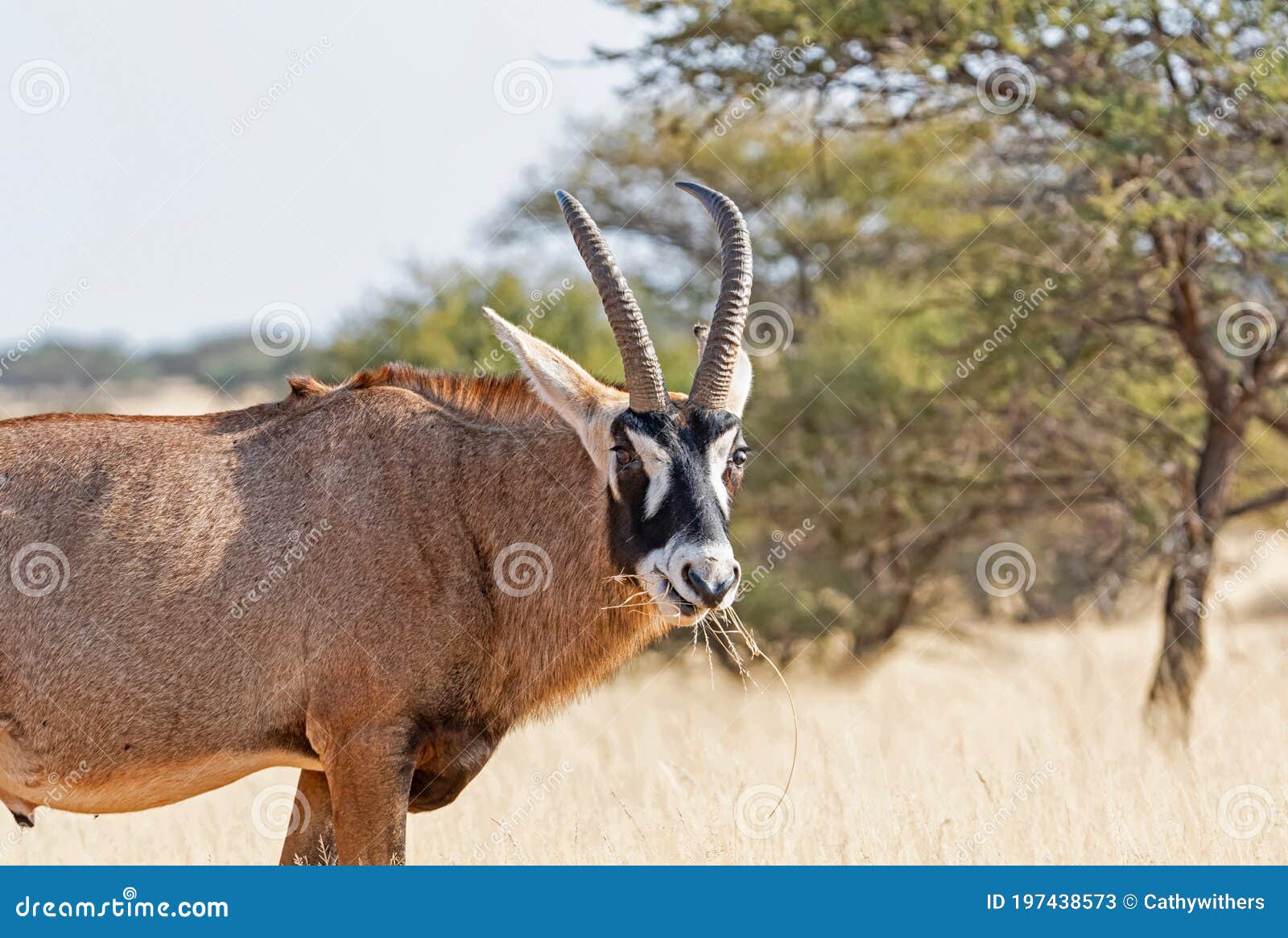 Roan Antelope stock image. Image of foraging, facial - 197438573