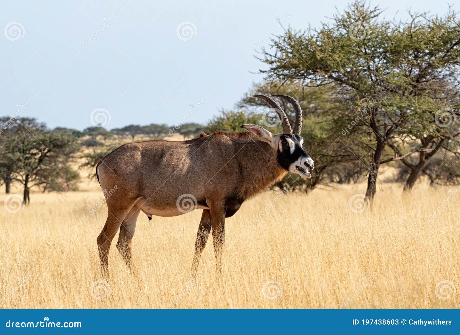 Roan Antelope stock image. Image of buck, brown, close - 197438603
