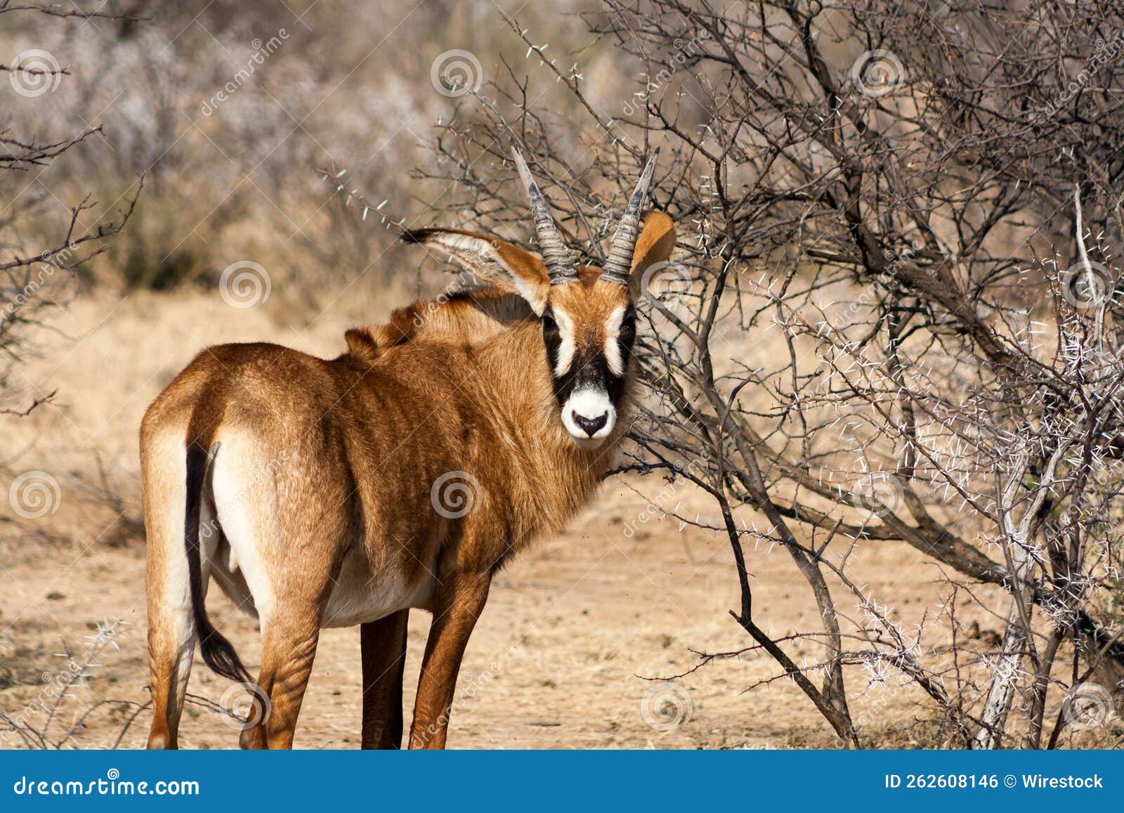 Roan Antelope Standing on Grassland Stock Photo - Image of hippotragus ...