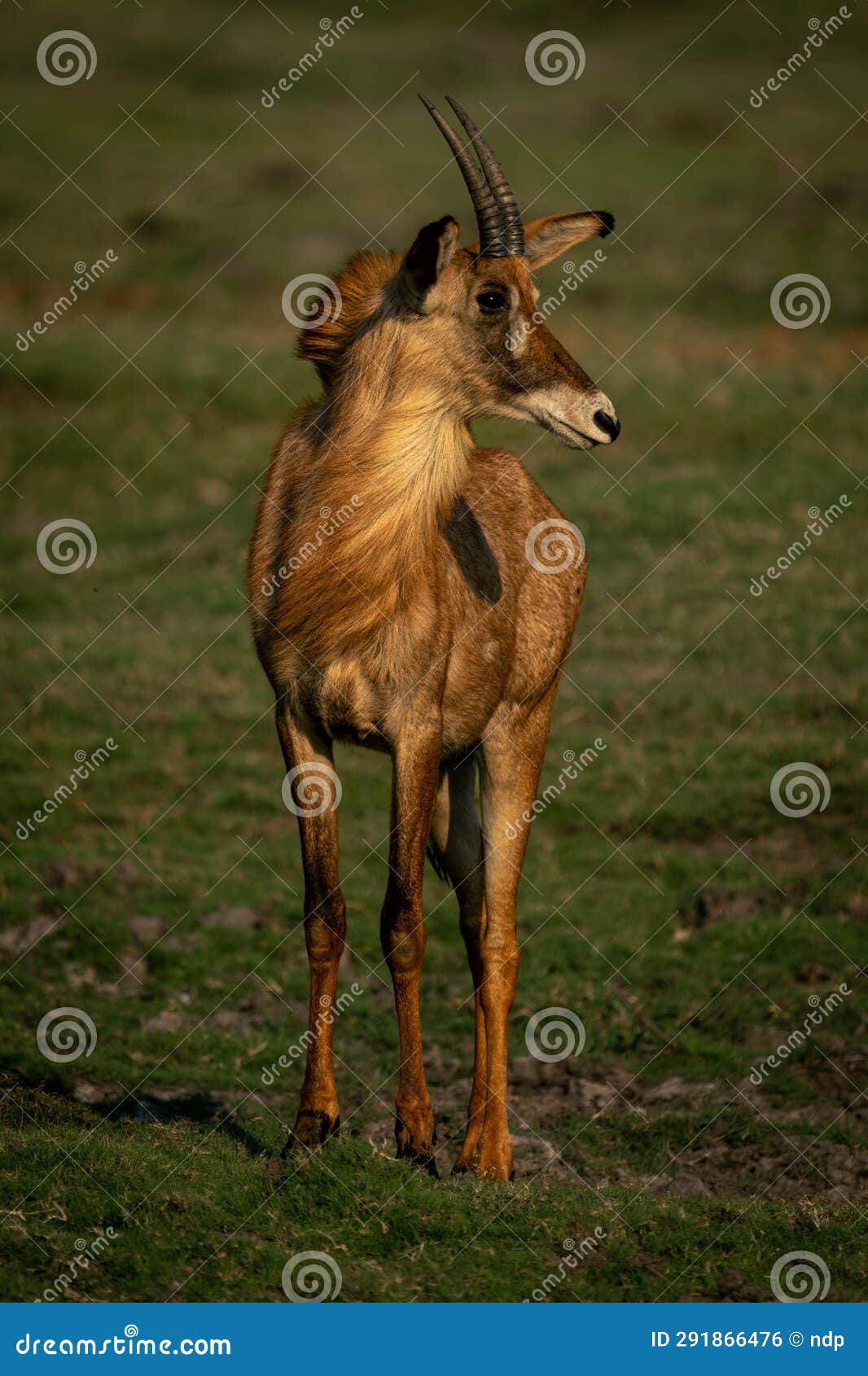 Roan Antelope Stands on Grass Turning Head Stock Photo - Image of head ...