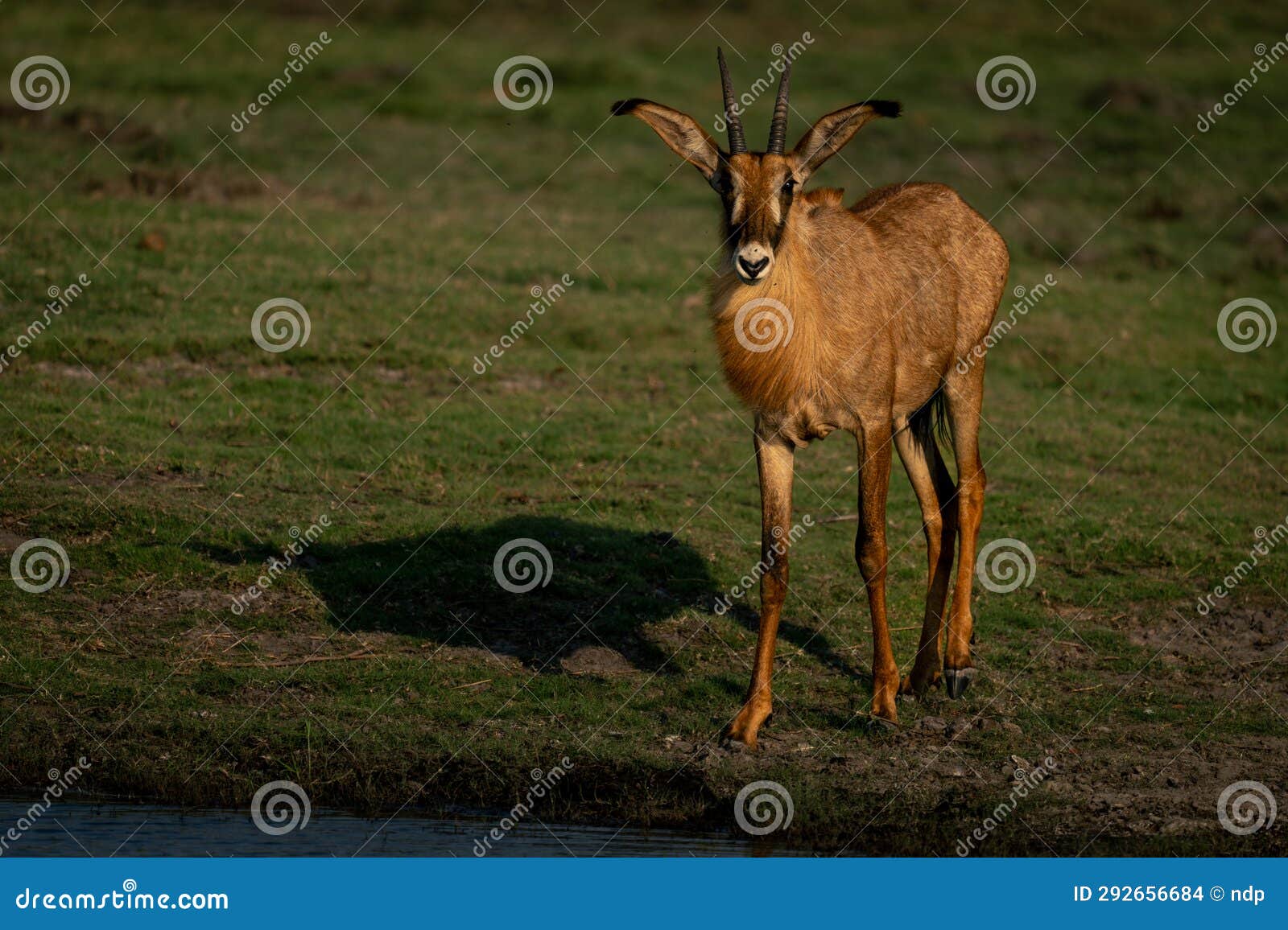 Roan Antelope Stands on Riverbank Casting Shadow Stock Photo - Image of ...