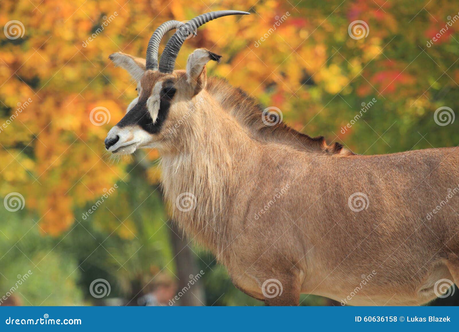 Roan antelope stock photo. Image of antelope, nature - 60636158