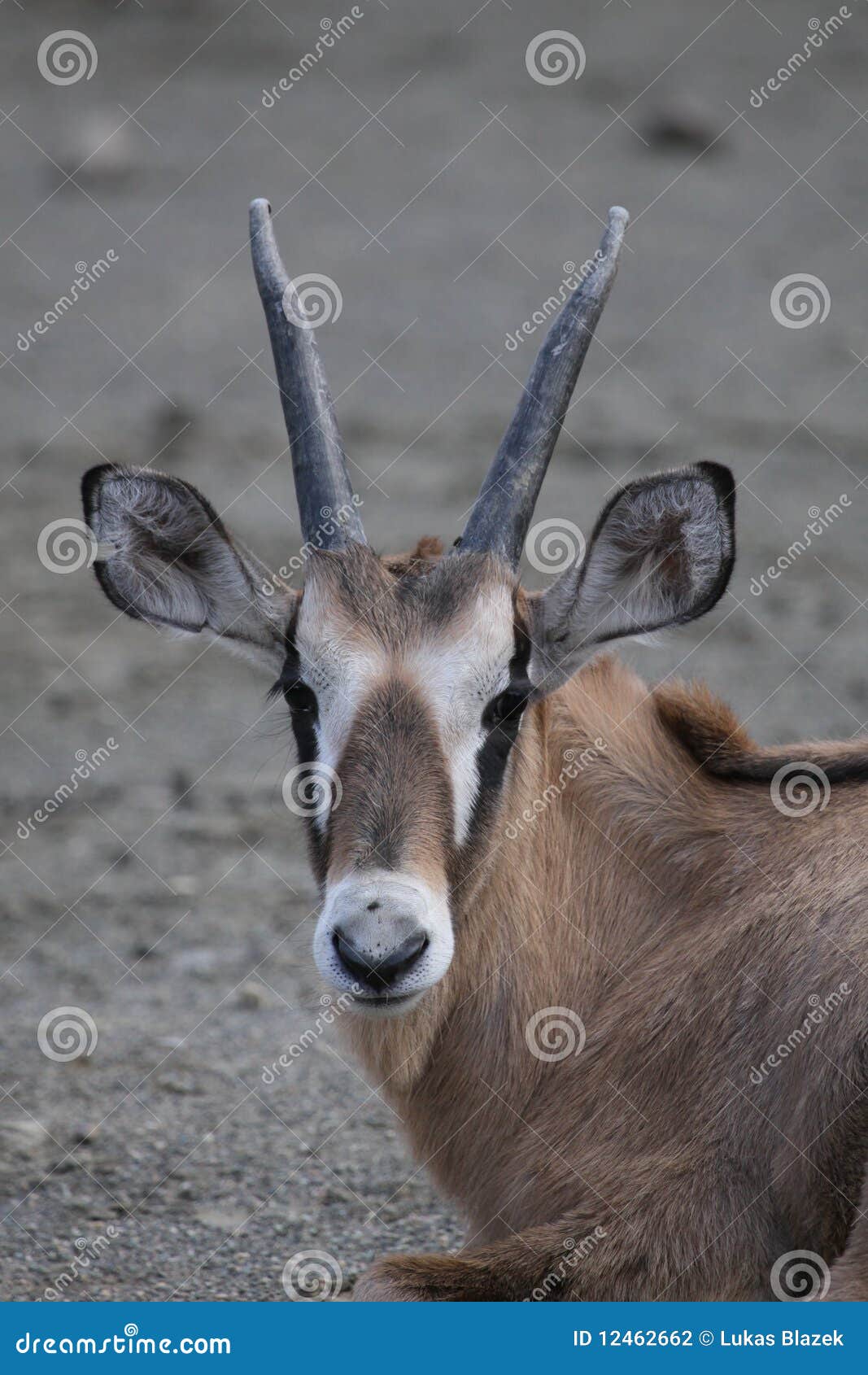 Roan antilope stock foto. Image of nave, zoogdier, afrika - 12462662