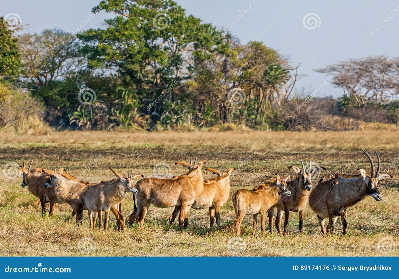 Roan antilope stock foto. Image of herten, afrika, lach - 89174176