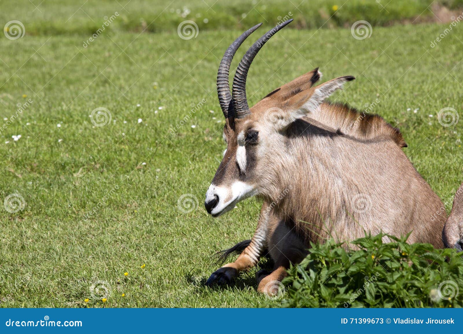 Roan Antilope, Hippotragus-equinus Stock Afbeelding - Image of ...