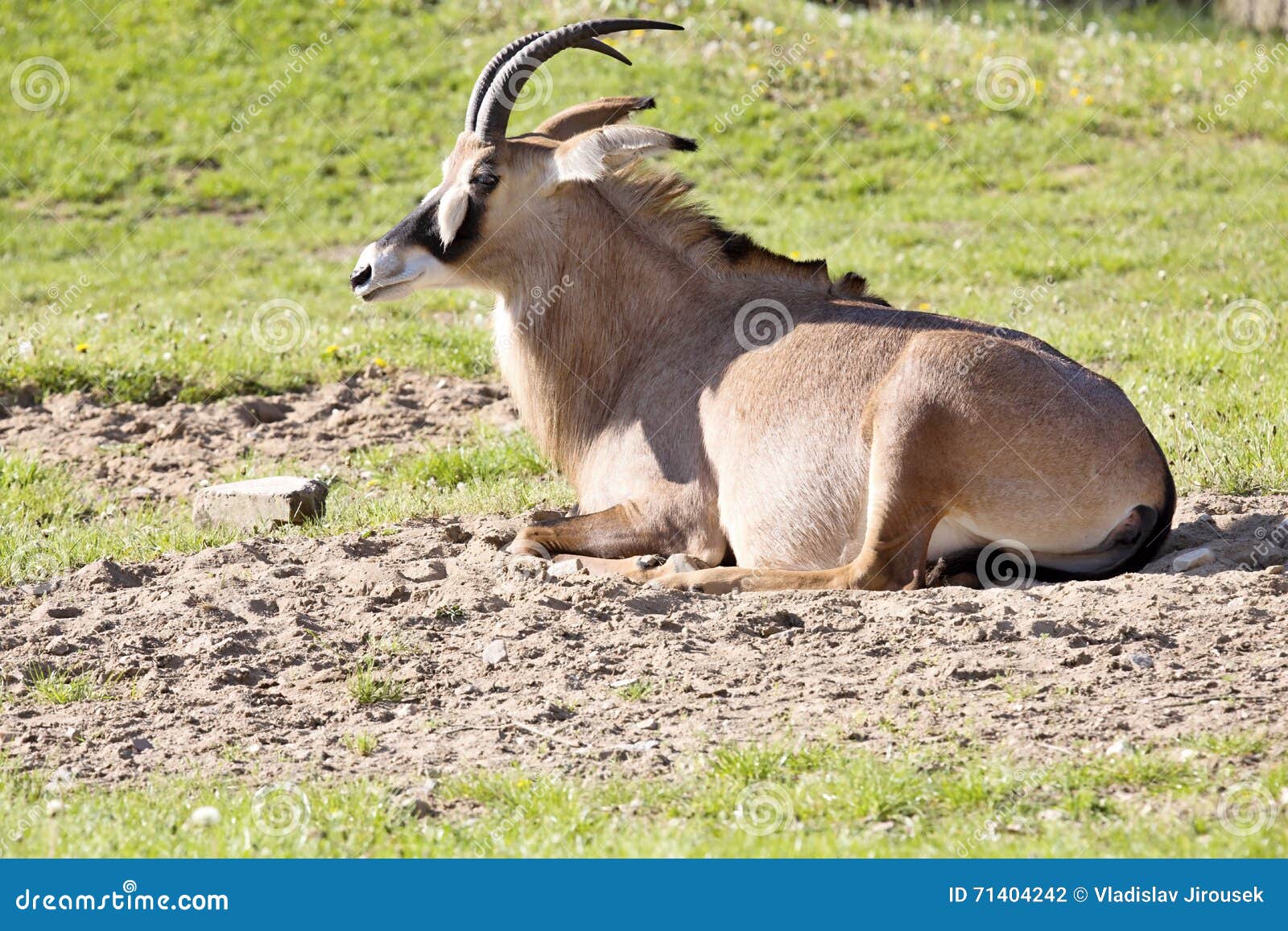 Roan Antilope, Hippotragus-equinus is Een Grote Antilope Stock Foto ...
