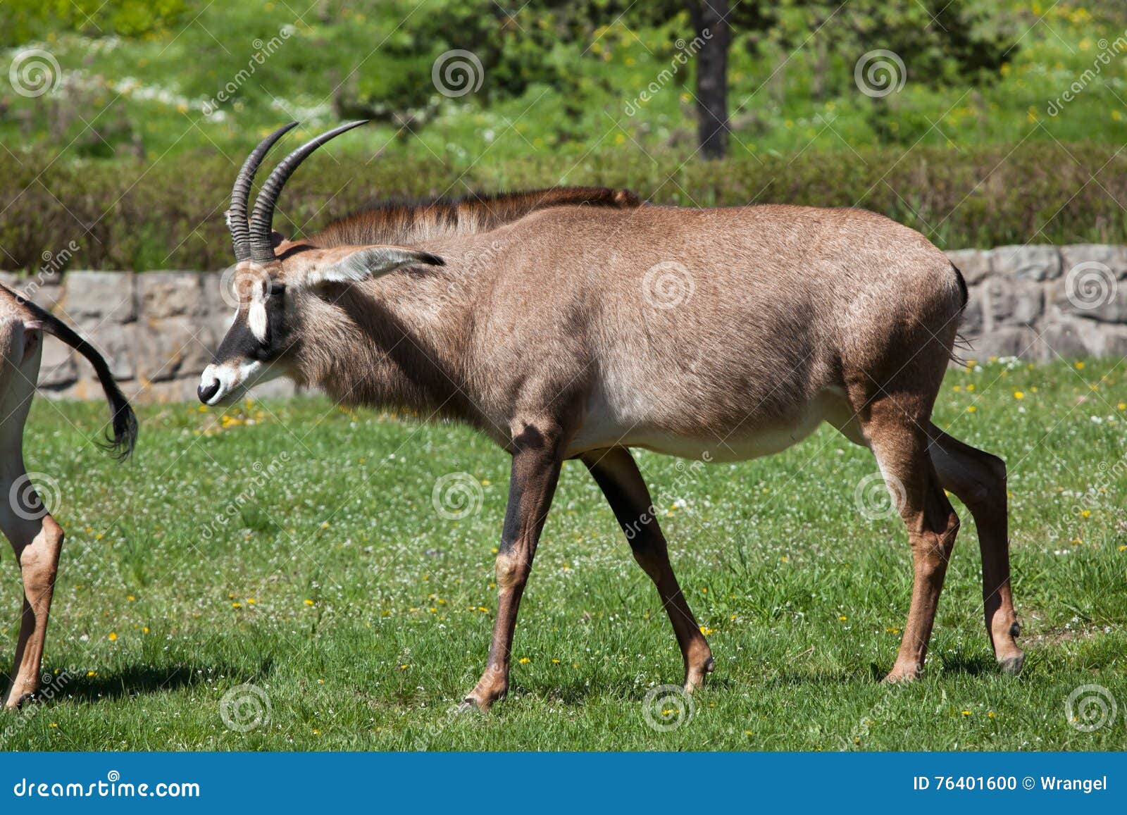 Roan Antilope U. X28; Hippotragus Equinus& X29; Stockfoto - Bild von ...