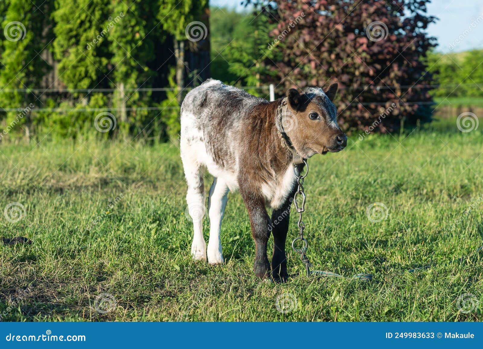 Roan Calf with Massive Chain Stock Image - Image of environment, farm ...