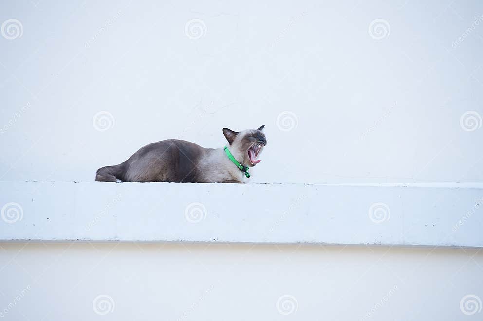 Roan cat on the wall. stock image. Image of looking, view - 64363521