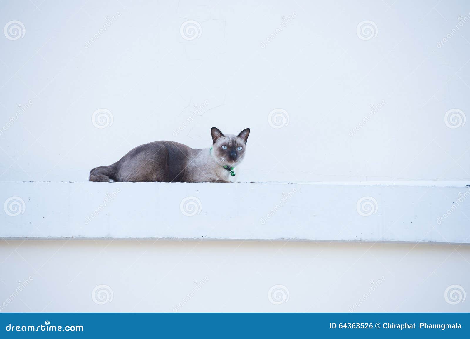 Roan cat on the wall. stock photo. Image of black, looking - 64363526