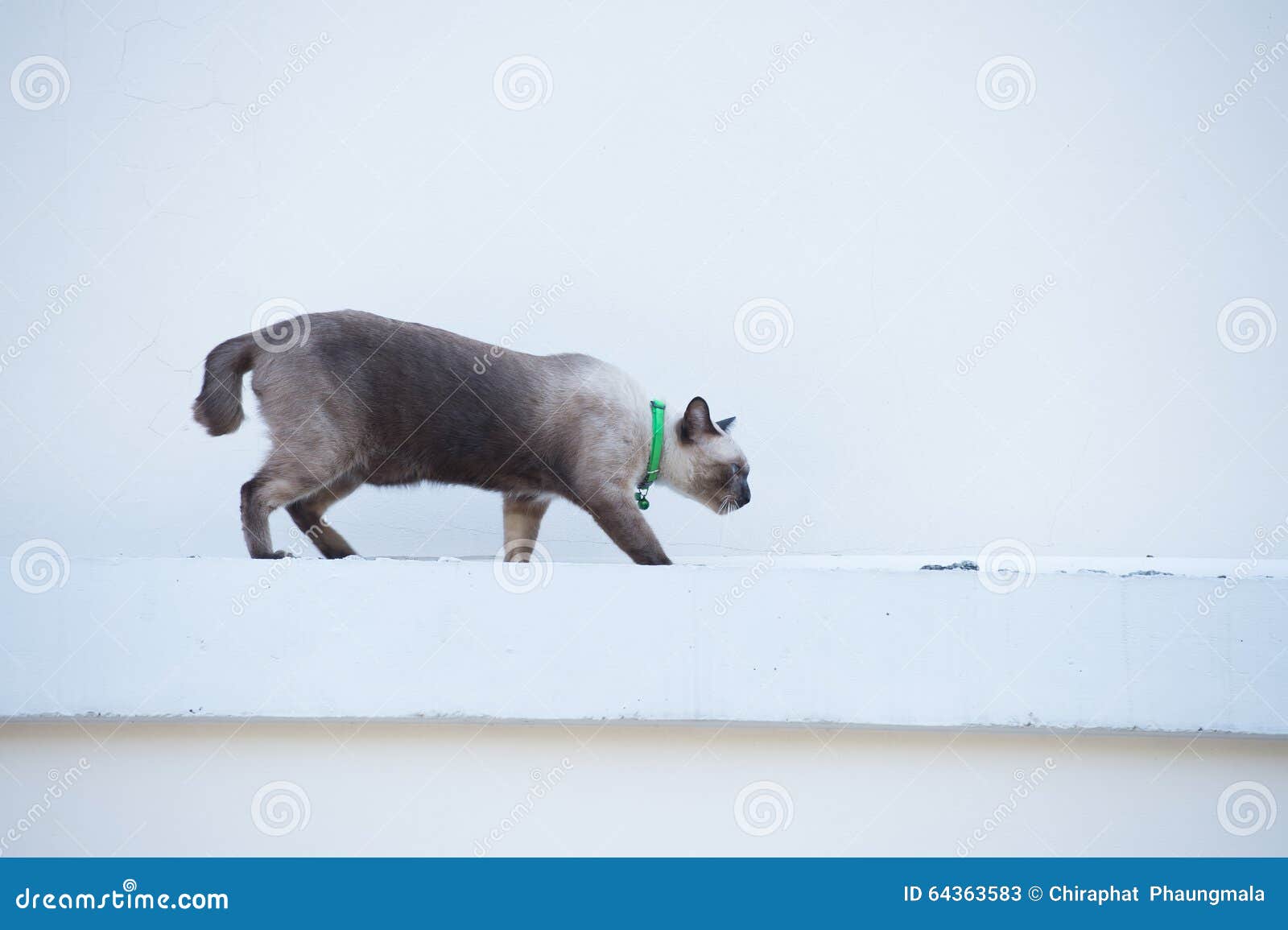 Roan cat on the wall. stock image. Image of wall, young - 64363583