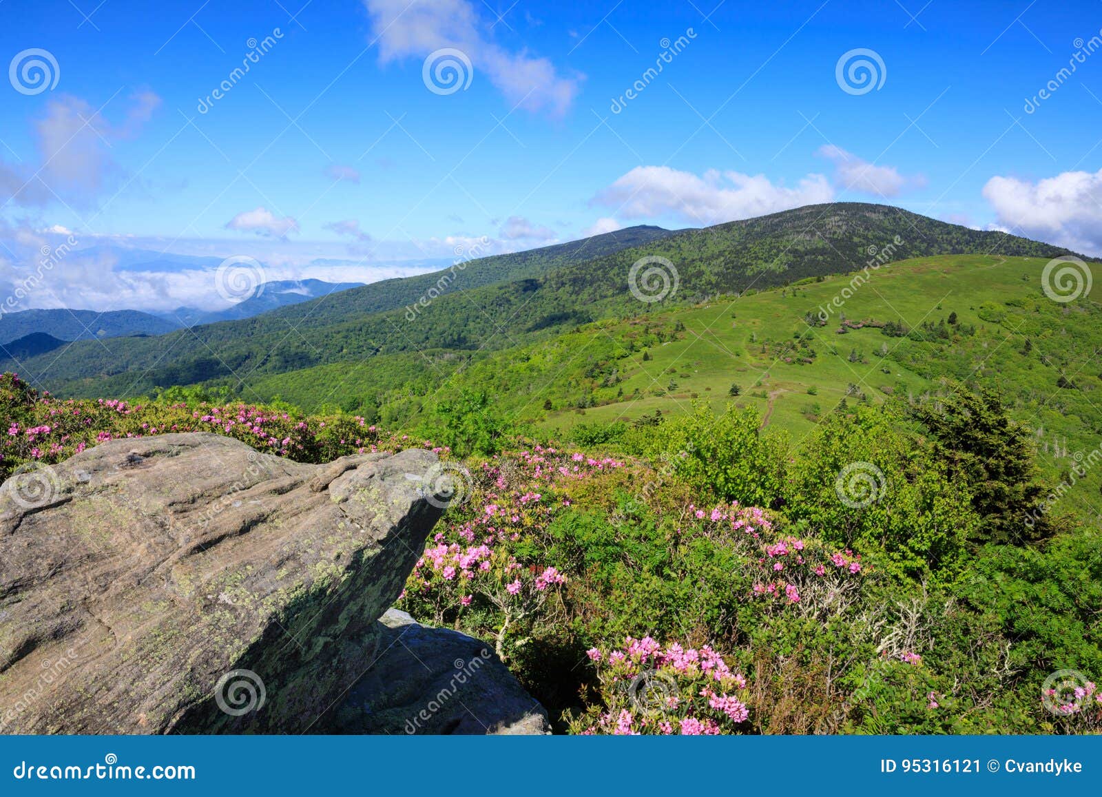 Roan Mountain Highlands North Carolina Imagem de Stock - Imagem de ...