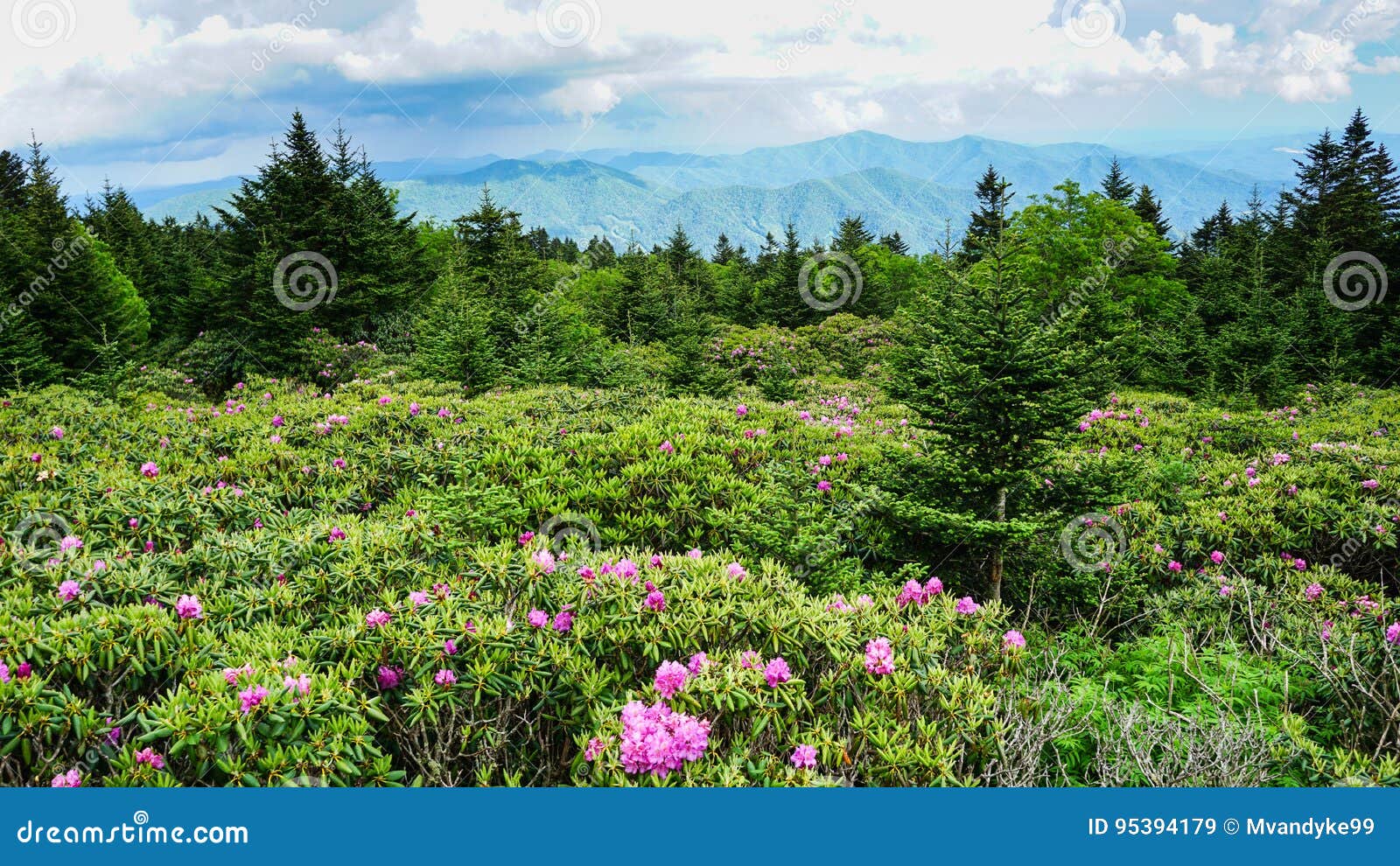 Roan Mountain State Park North Carolina Stock Afbeelding - Image of ...