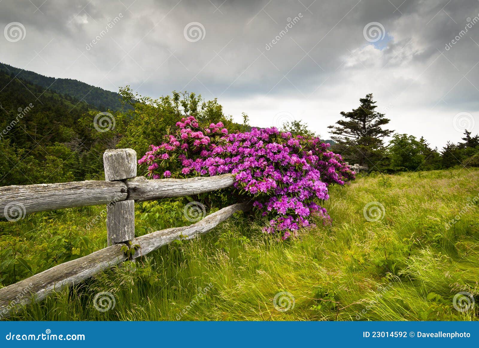 Roan Mountain State Park Rhododendron Flower Bloom Stock Photo - Image ...