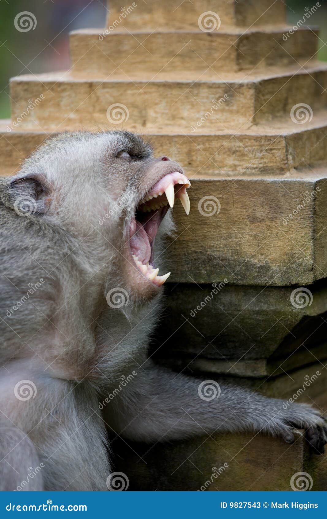 Roar stock image. Image of bite, wildlife, curious, sitting - 9827543