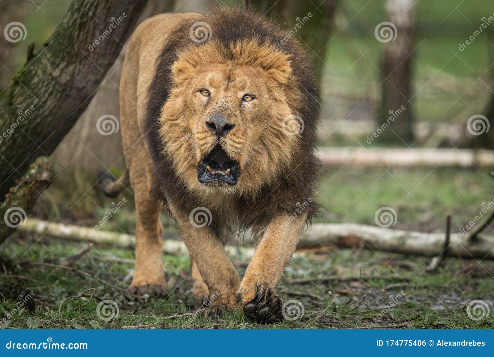 Roar of an Asian lion stock photo. Image of mammal, asia - 174775406