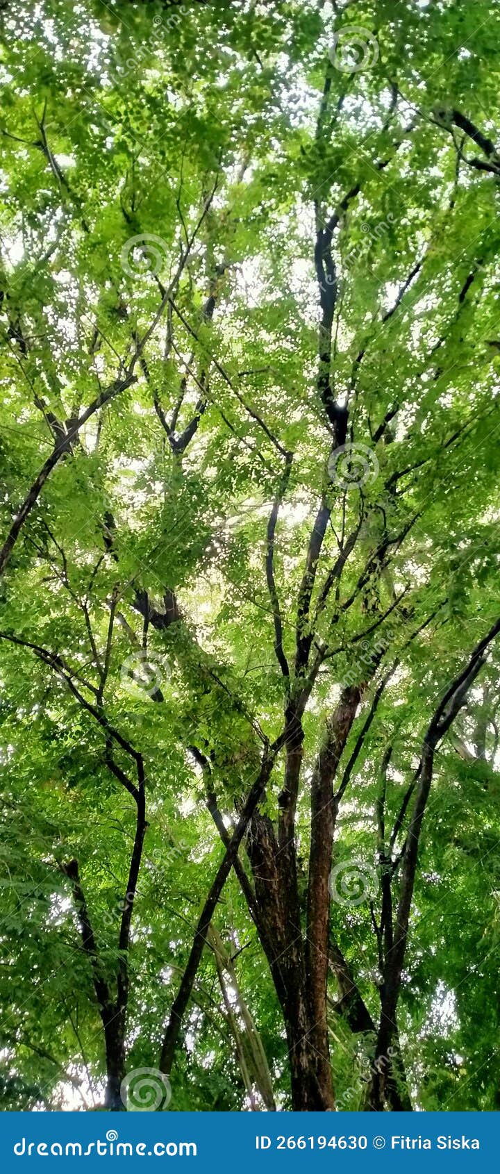 Roar of green trees stock photo. Image of nature, roar - 266194630