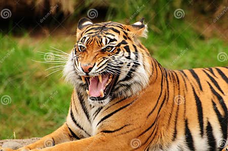 Roar of a tiger stock image. Image of panthera, hunt - 11883481