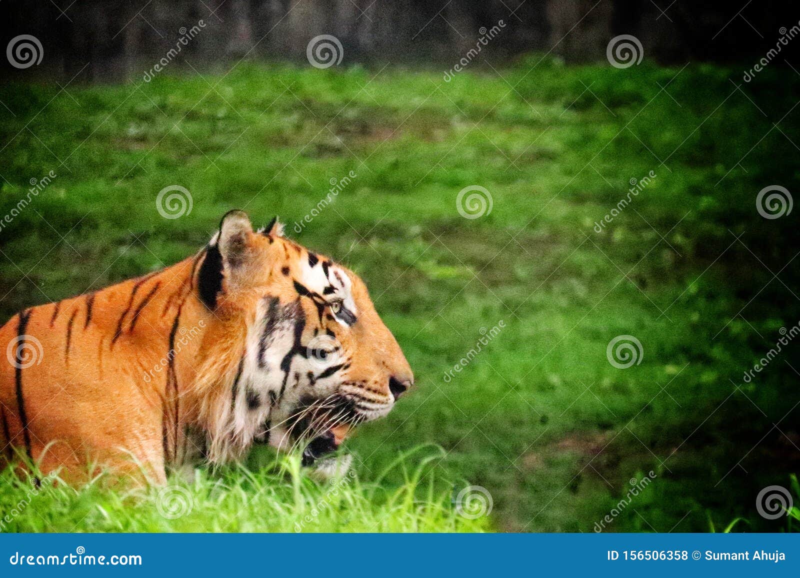 Roar Tiger Cub With Stretching Paw Royalty-Free Stock Image ...