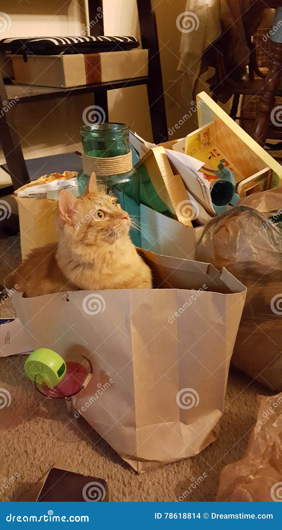 Roara Stock Photos - Free & Royalty-Free Stock Photos from Dreamstime