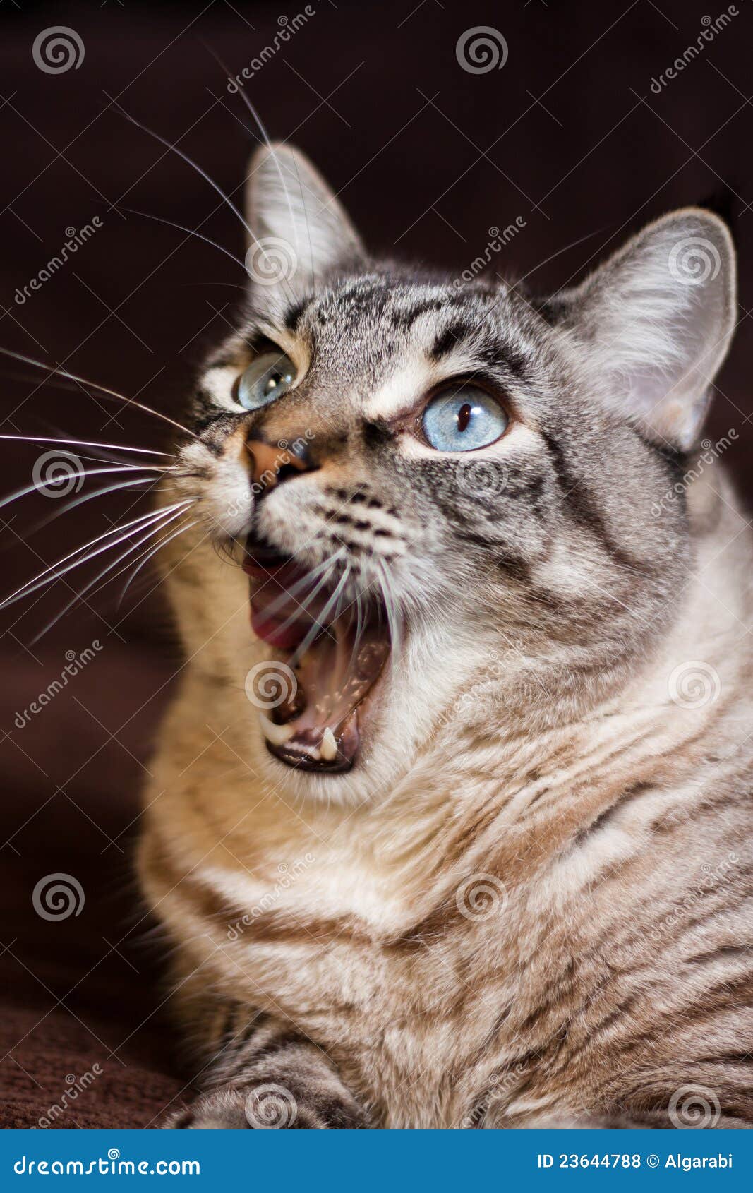 Roaring stock photo. Image of adorable, beautiful, roaring - 23644788