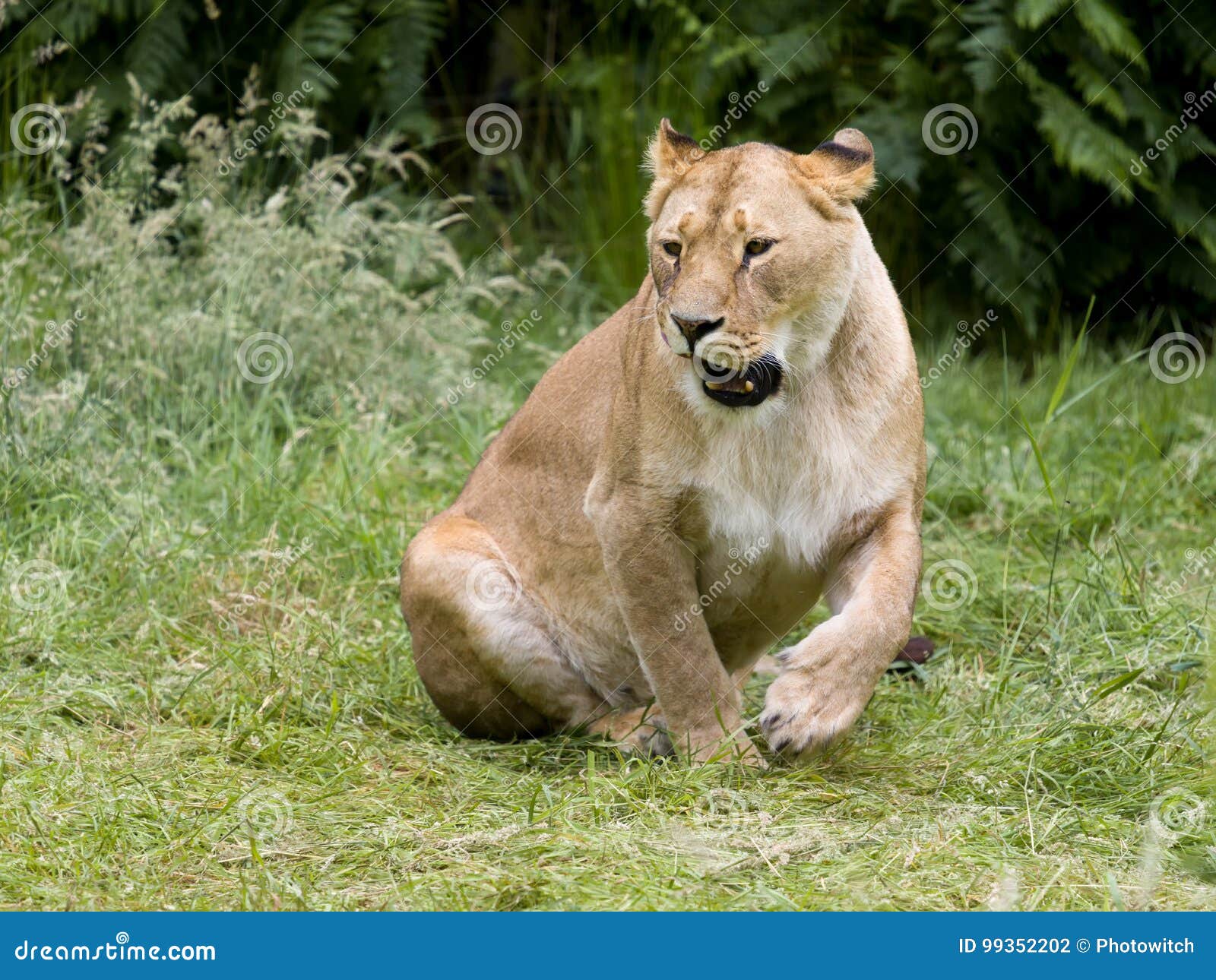 Roaring African lioness stock photo. Image of wild, safari - 99352202