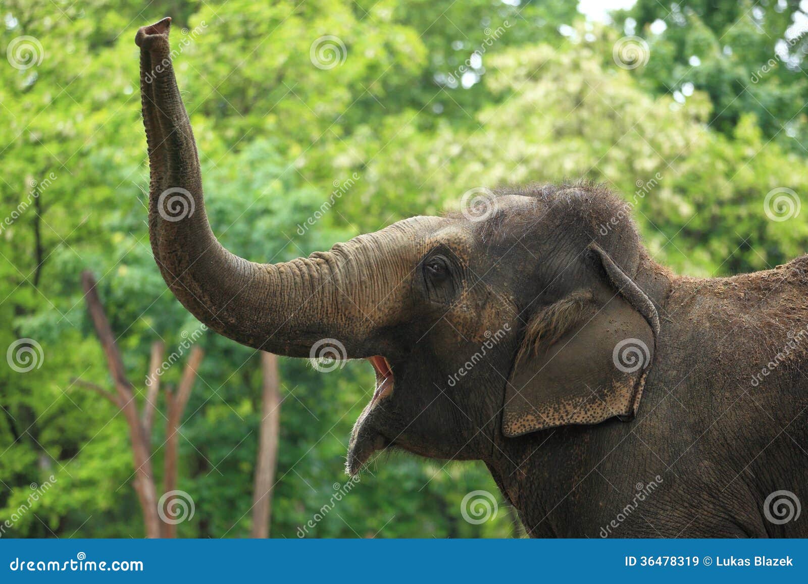 Roaring asian elephant stock image. Image of maximus - 36478319