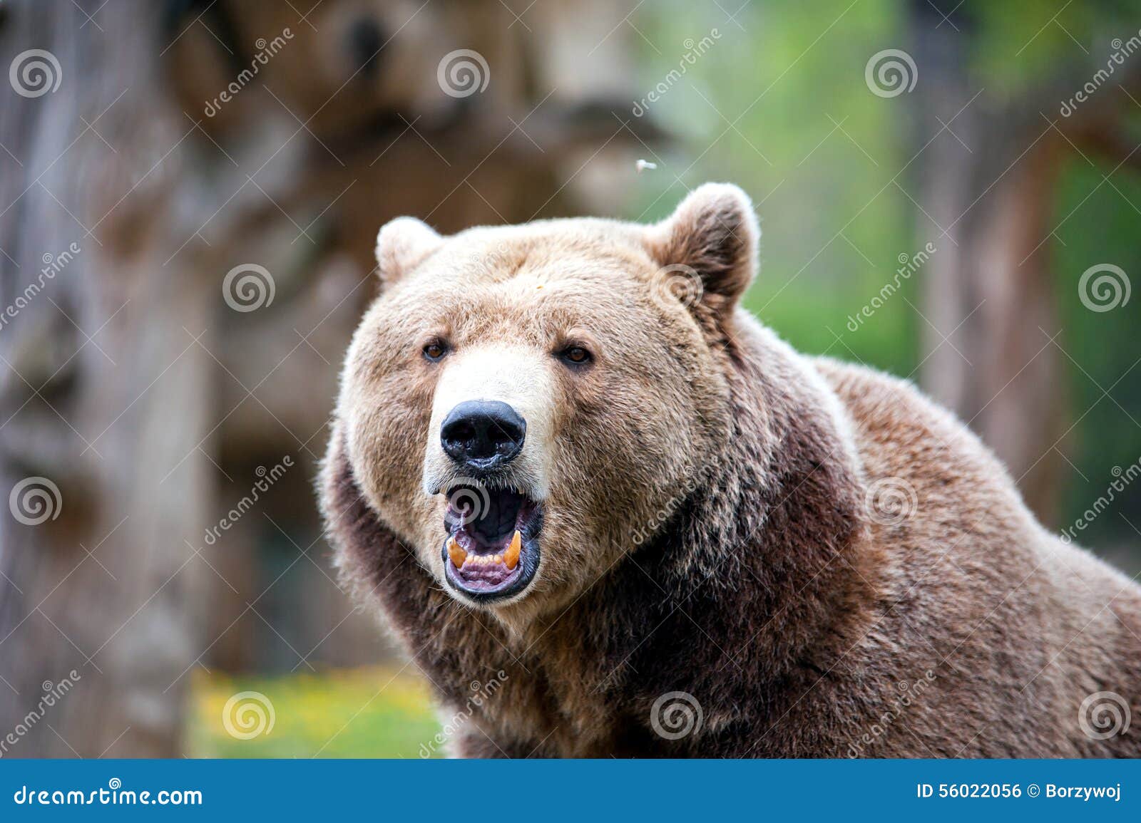 Roaring brown bear stock photo. Image of portrait, eyes - 56022056