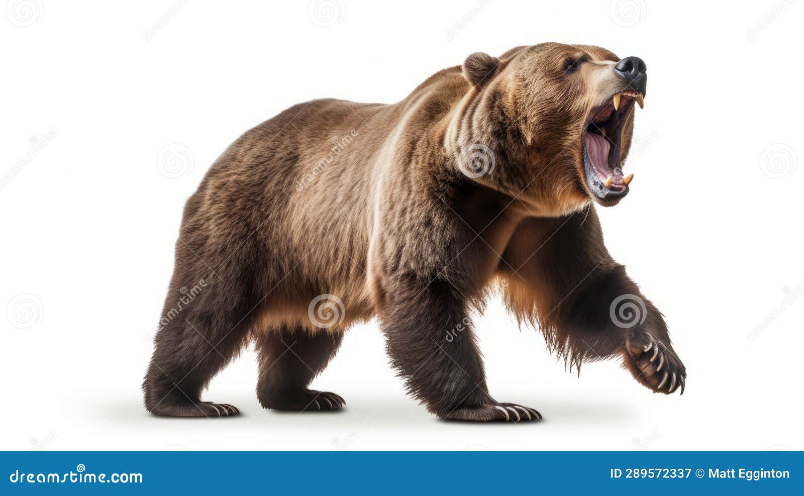 A Roaring Brown Bear in the Wild Stock Image - Image of forest, large ...