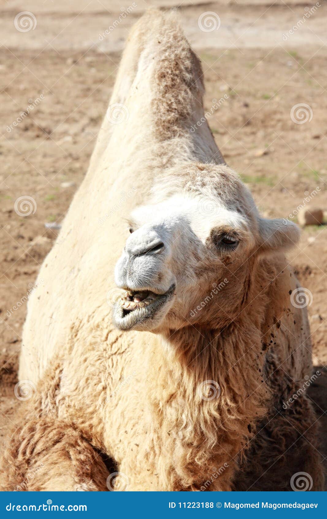 Roaring camel stock photo. Image of vertical, fauna, safari - 11223188