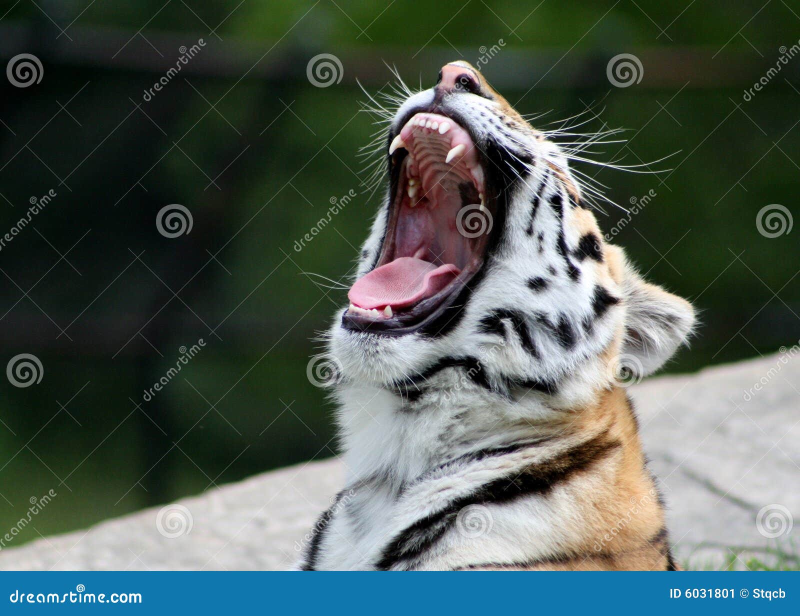 Roaring Cat Stock Image | CartoonDealer.com #6031801