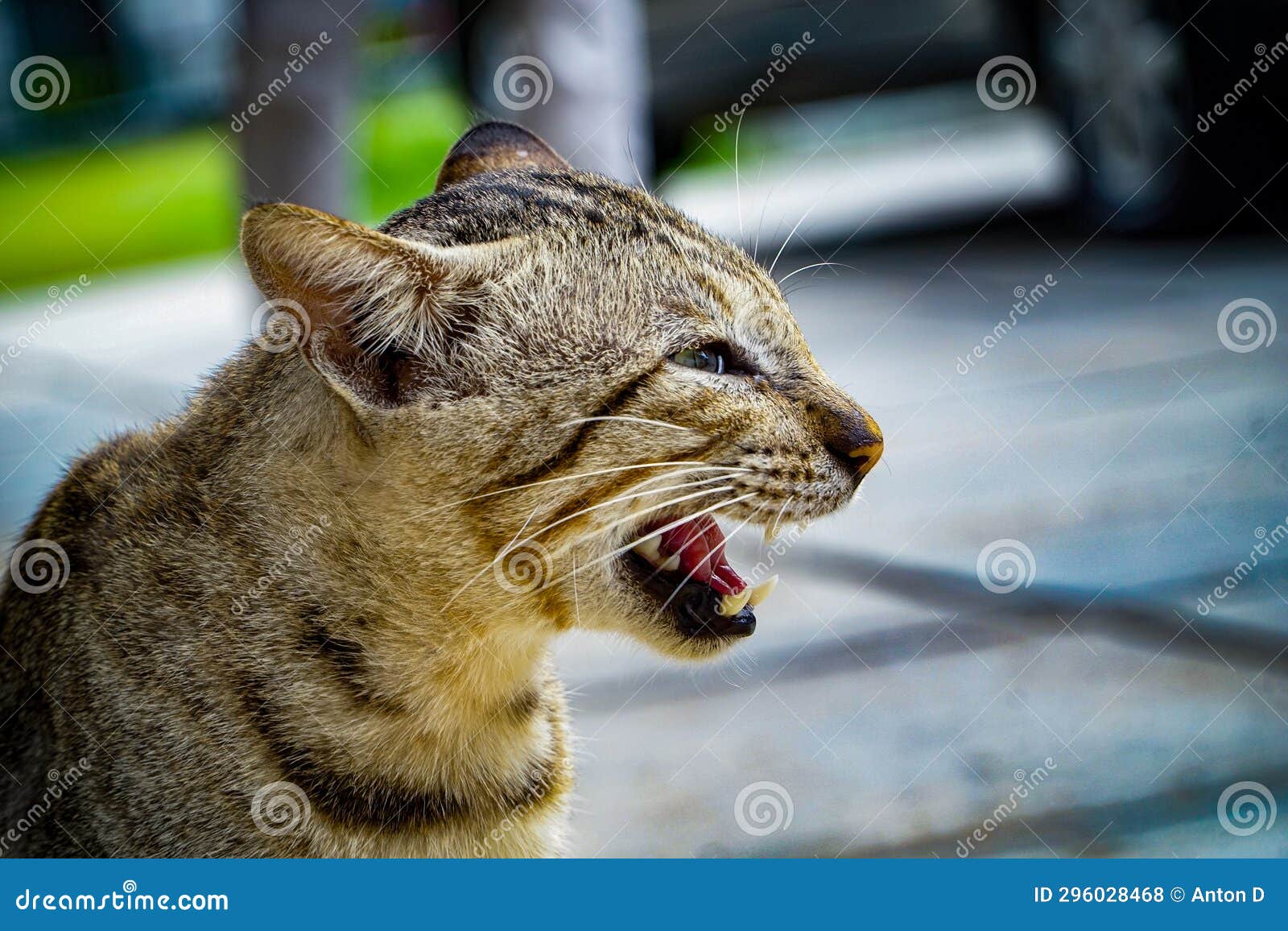 Roaring cat stock photo. Image of nose, male, whiskers - 296028468