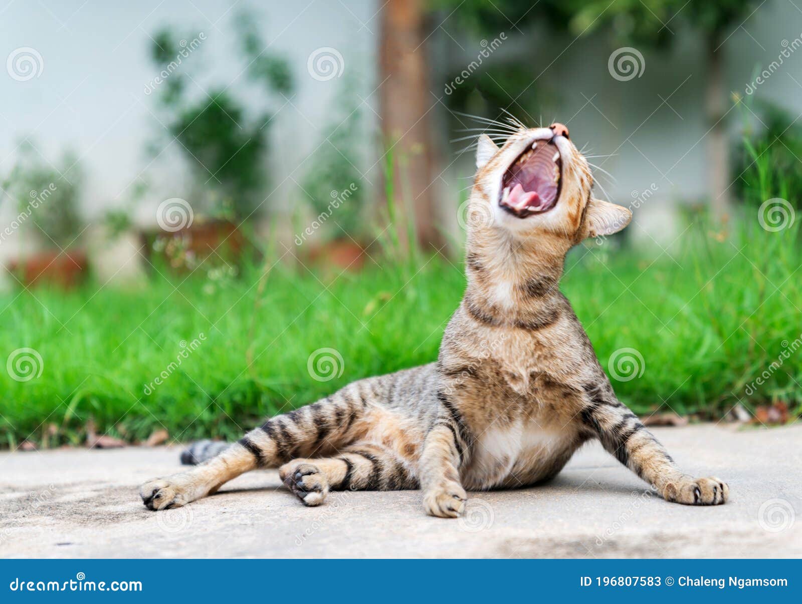 Kitten Roaring Tree Photos - Free & Royalty-Free Stock Photos from ...
