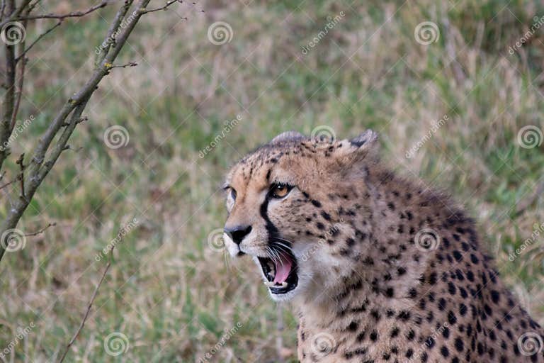 Roaring cheetah stock image. Image of young, animal, cheetah - 22885373
