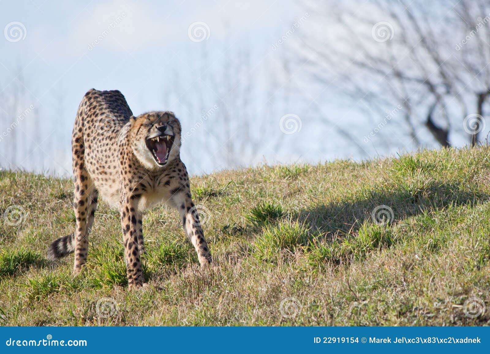Roaring cheetah stock photo. Image of staying, dangerous - 22919154