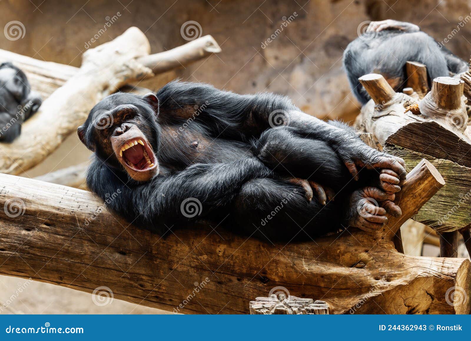 Roaring Chimpanzee Lying Down on Tree Trunk Stock Image - Image of open ...