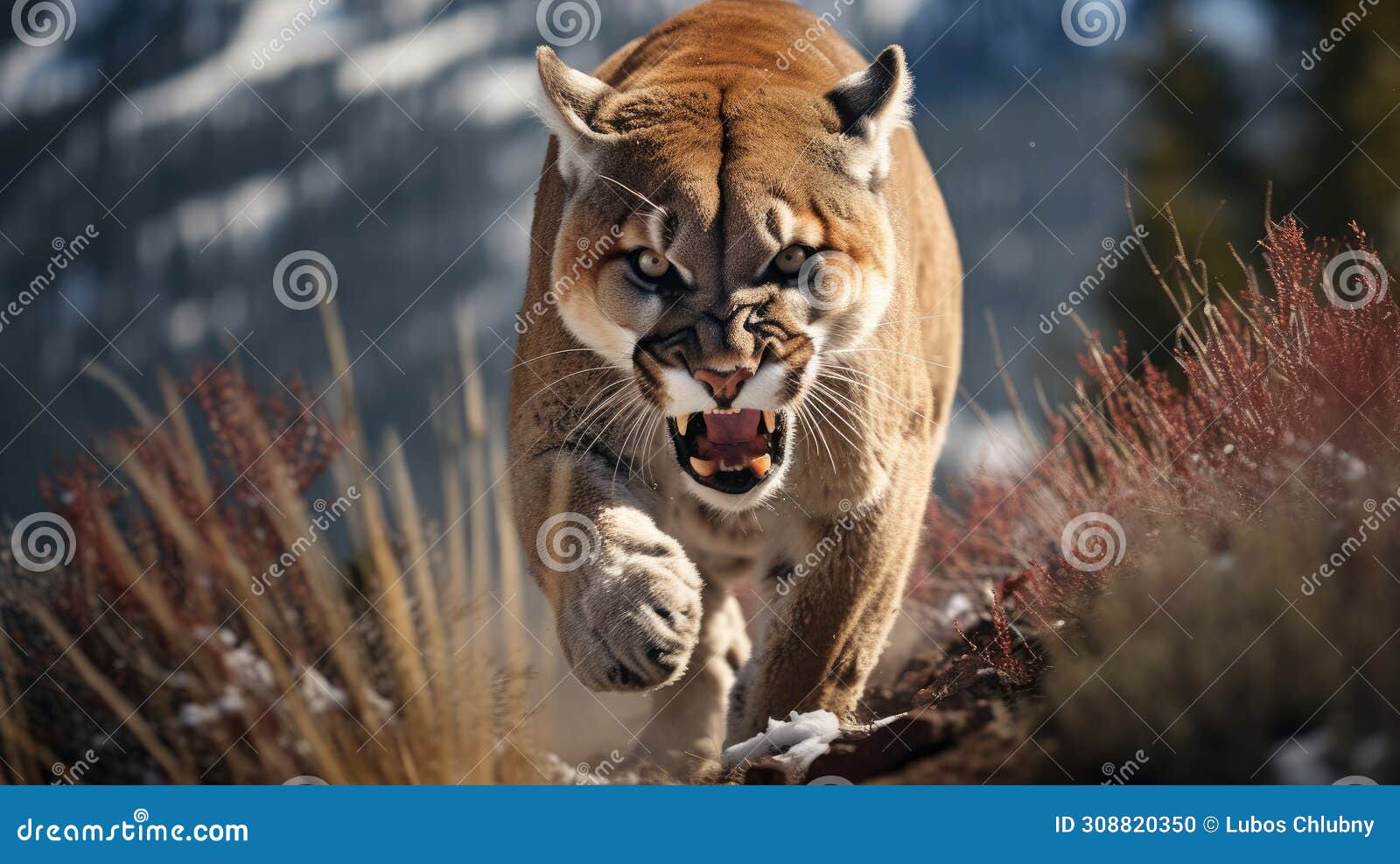 Roaring Cougar Or Mountain Lion Hunts Its Prey Royalty-Free Stock Image ...