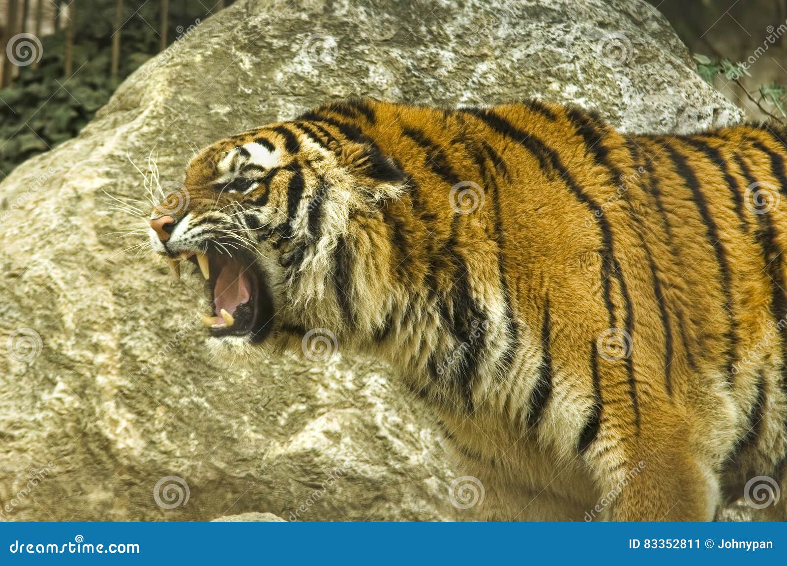 Roaring dangerous tiger stock image. Image of danger - 83352811
