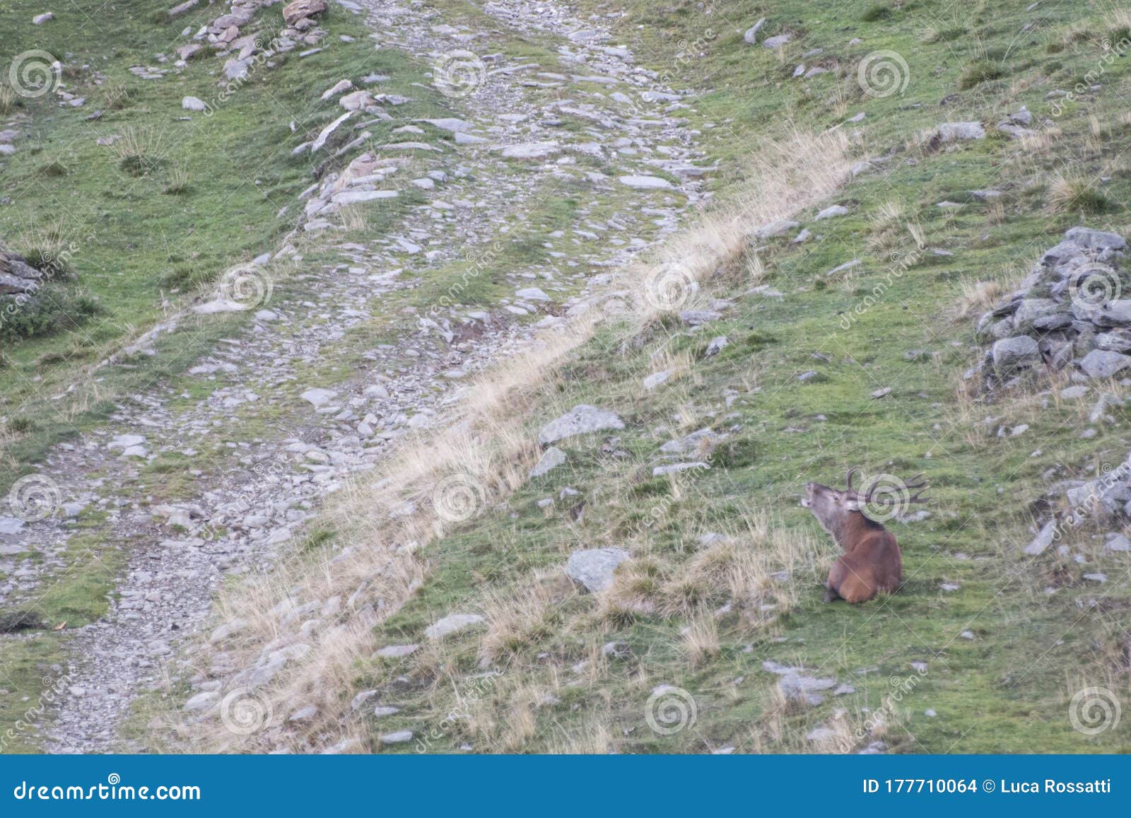 Roaring Deer on the Alps during Autumn Stock Photo - Image of portrait ...
