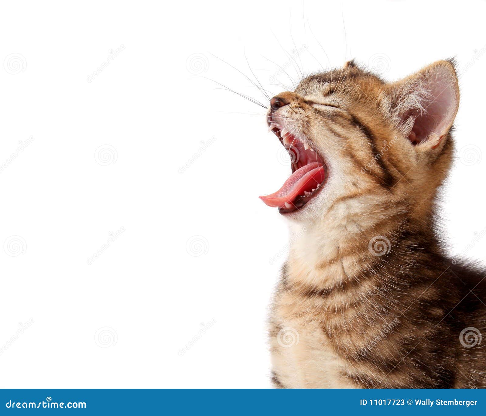 Roaring kitten stock image. Image of kitty, predator - 11017723